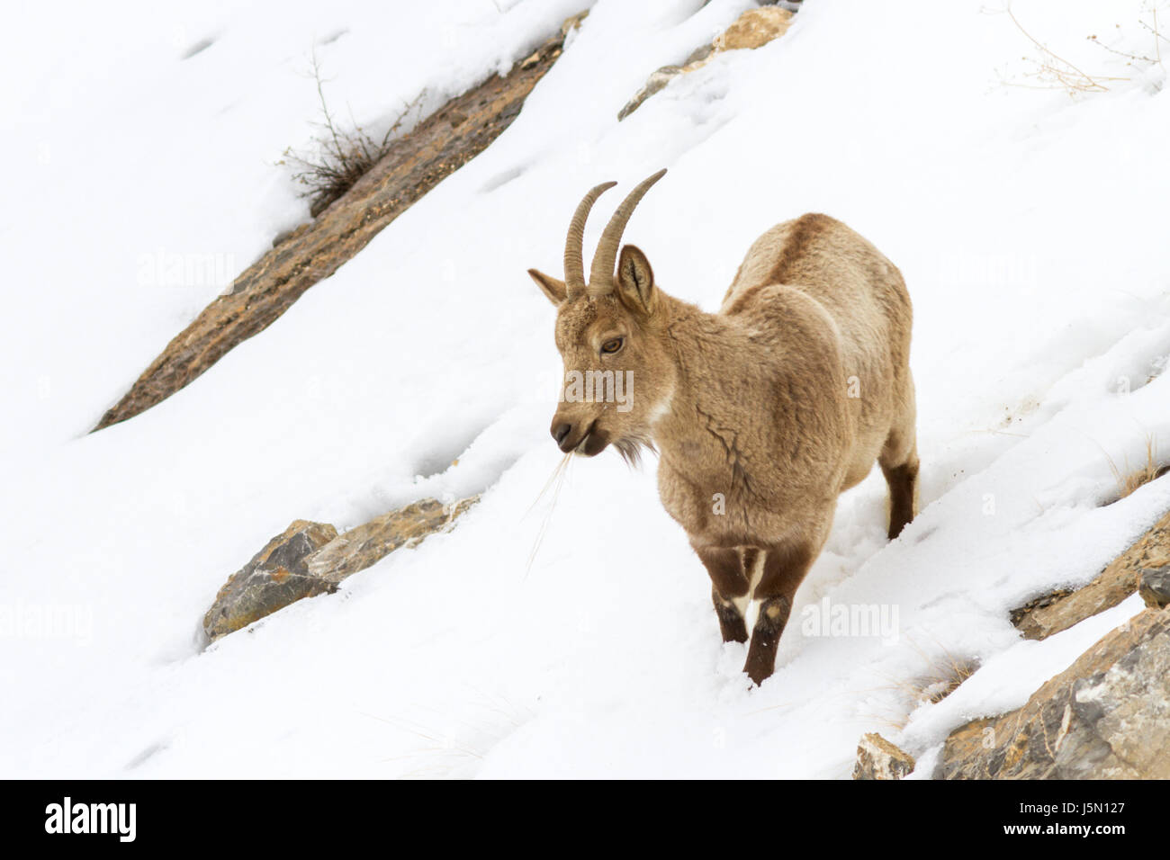 Himalayan Ibex (Capra sibirica hemalayanus) in high altitude mountains ...