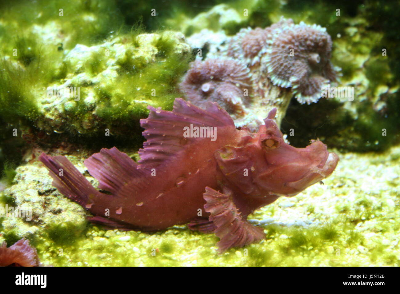 aquarium fish prickle pacific salt water sea ocean water poison tropics ...