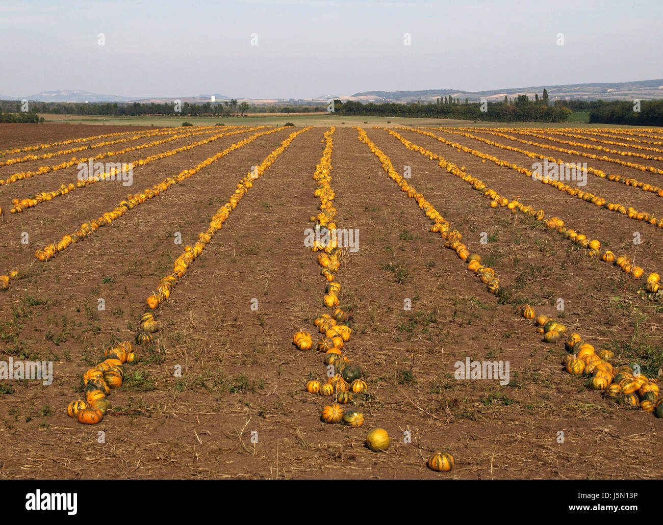 agriculture farming field progenies fruits fruit crops pumpkin reap ...