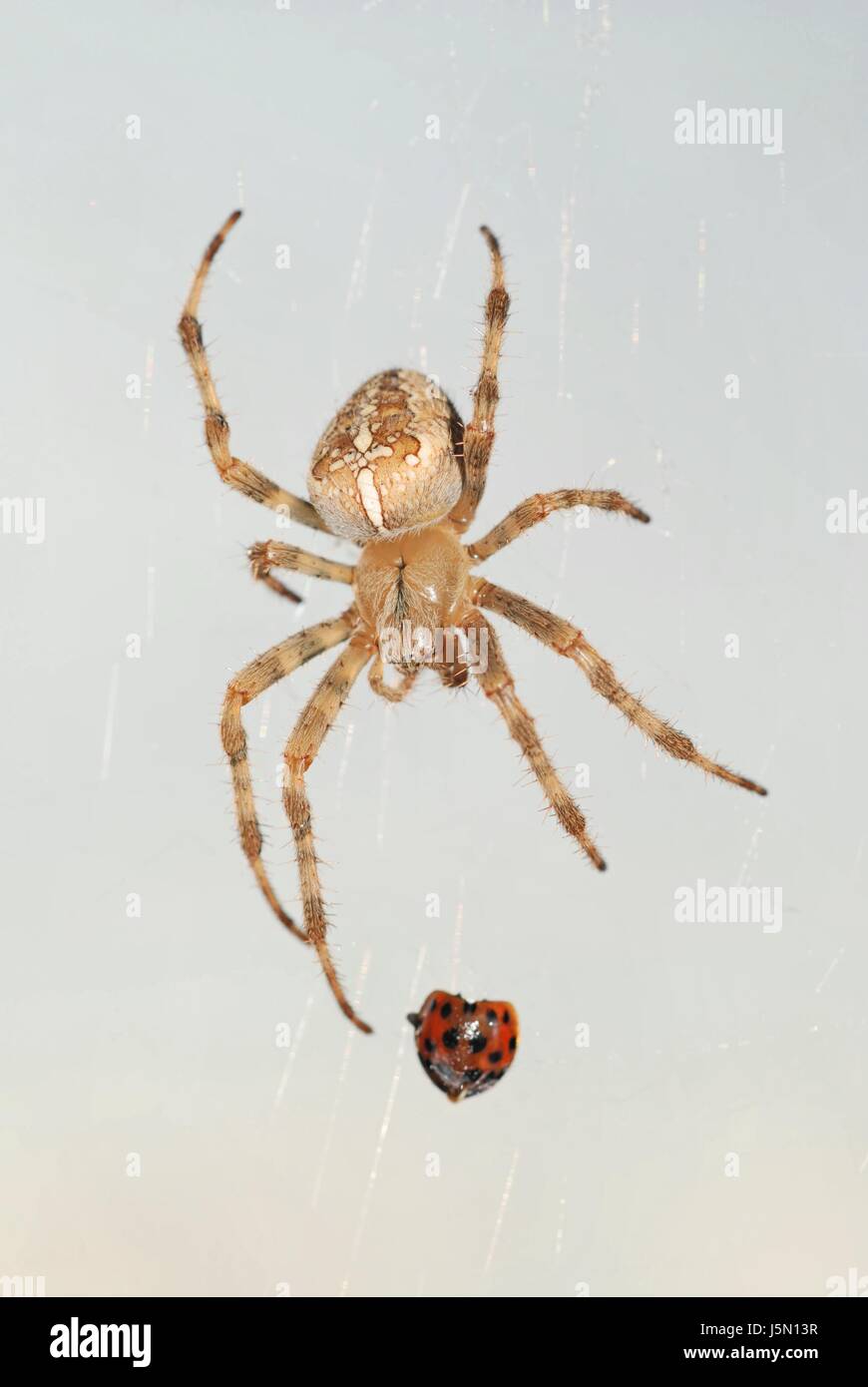 legs insect mangy beetle hairy spider net eight haired predator prey ...