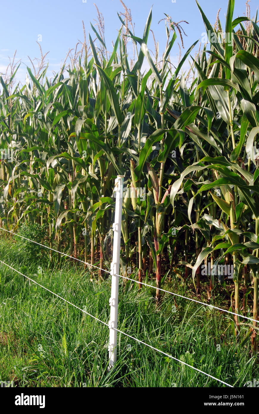 switzerland fence corn wire corncob post cable current conduction hag ...