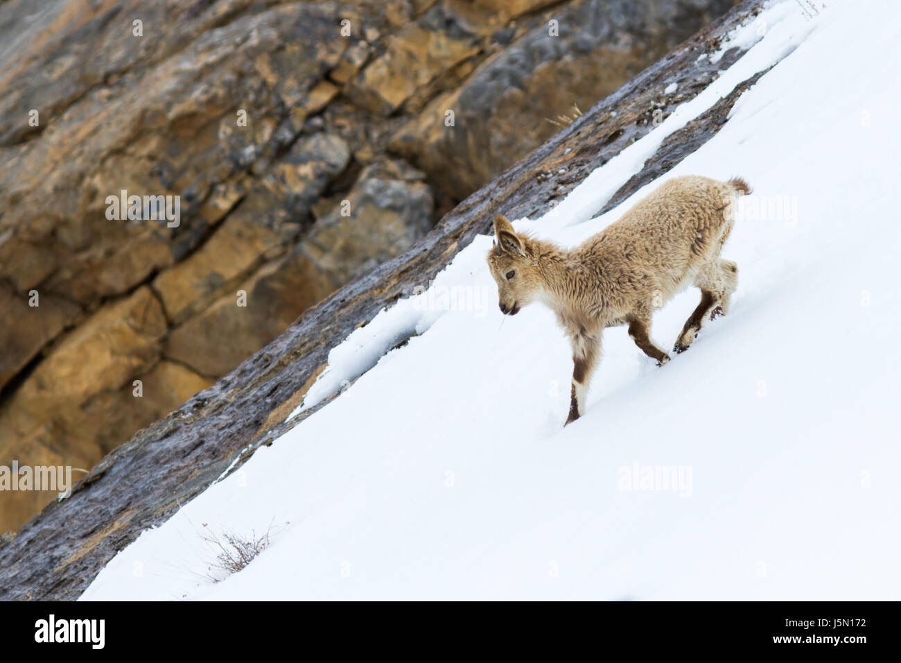 Himalayan Ibex (Capra sibirica hemalayanus) in high altitude mountains ...