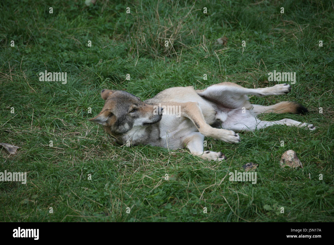 Lean wolf hi-res stock photography and images - Alamy