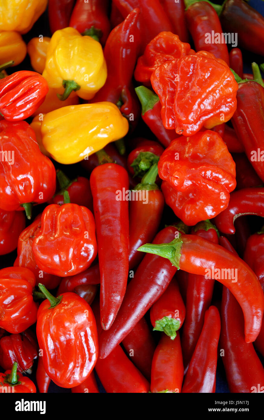 spice progenies fruits taste ripeness types variety chilli chili plant ...