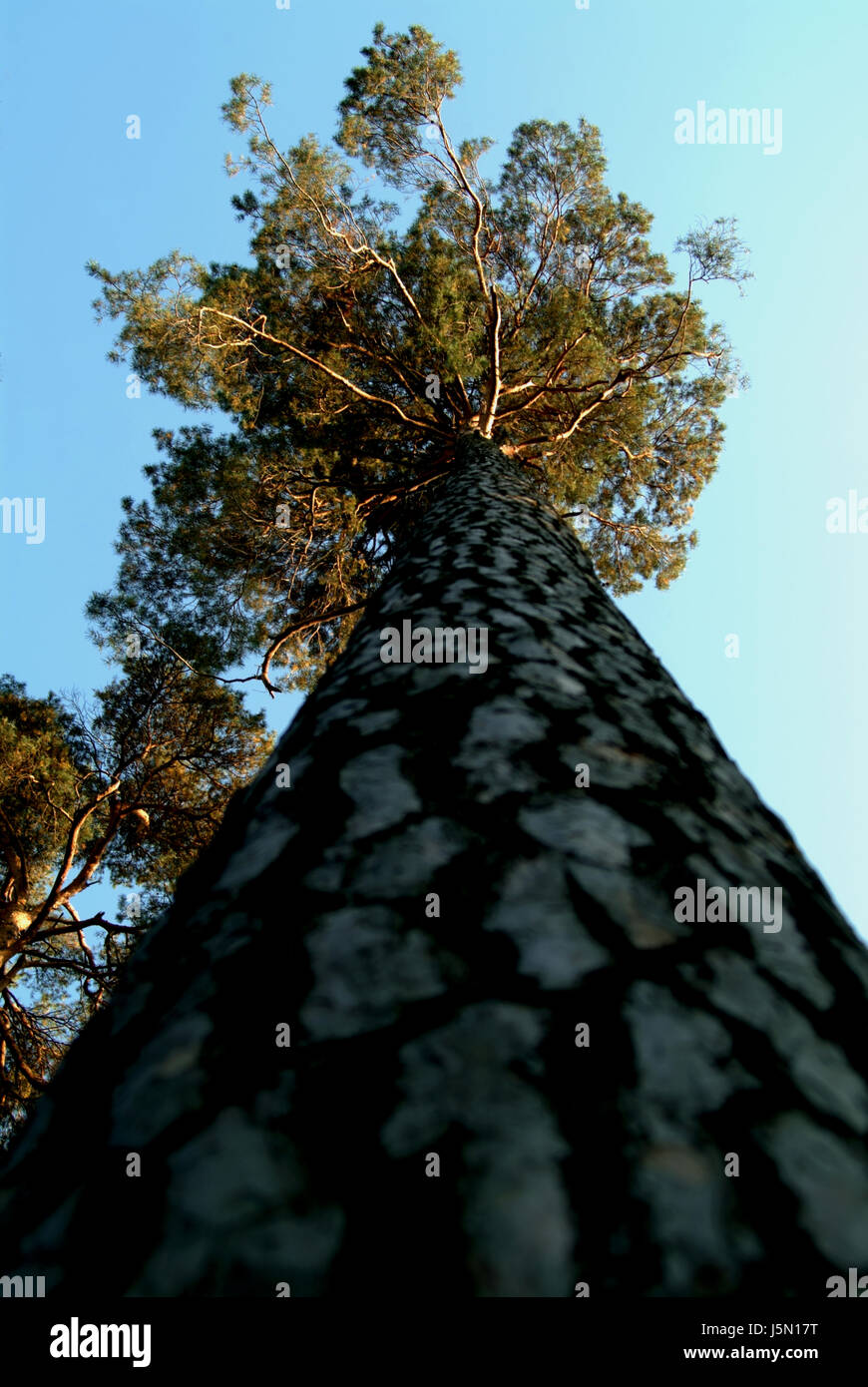 environment enviroment tree wood pine bark conifer sunshine conifer ...
