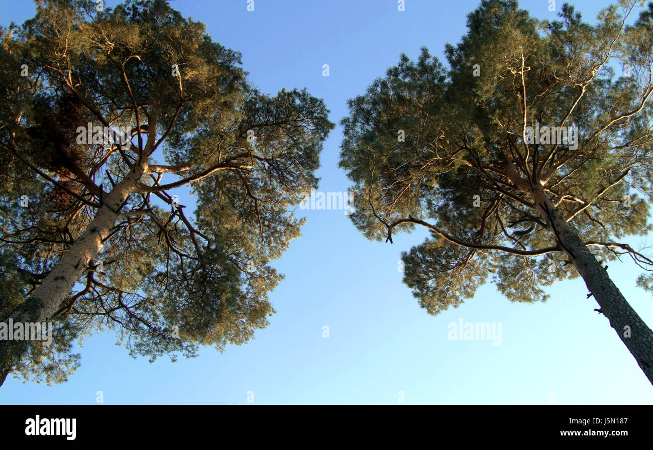 environment enviroment tree trees wood pine bark conifer sunshine ...