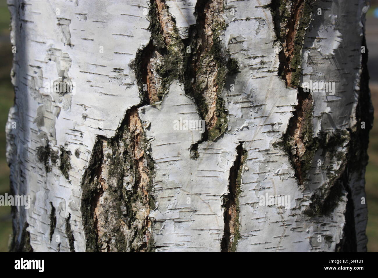 Birch tree bark isolated Stock Photo - Alamy