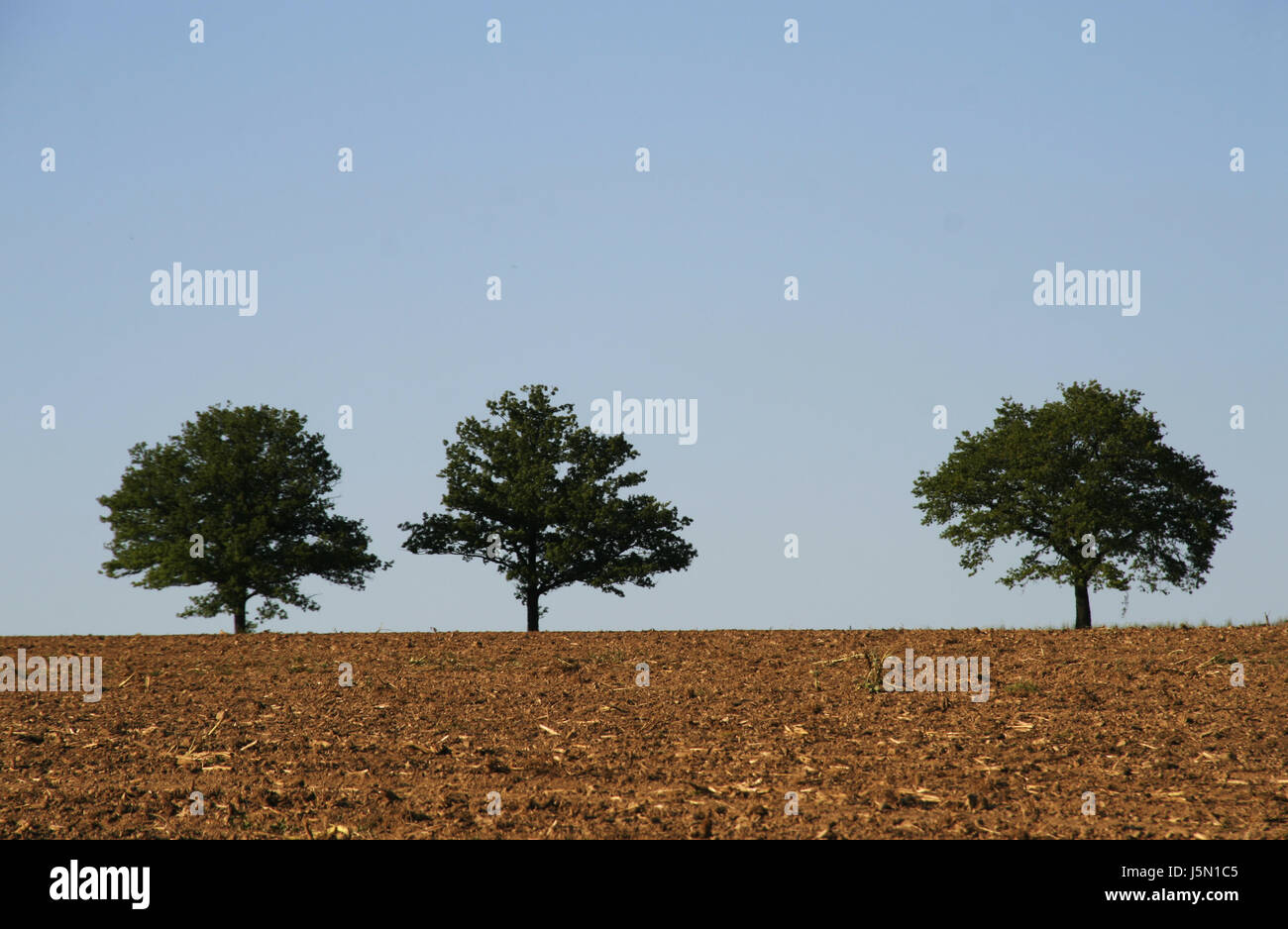 tree trees horizon agriculture farming field deciduous trees acre ...