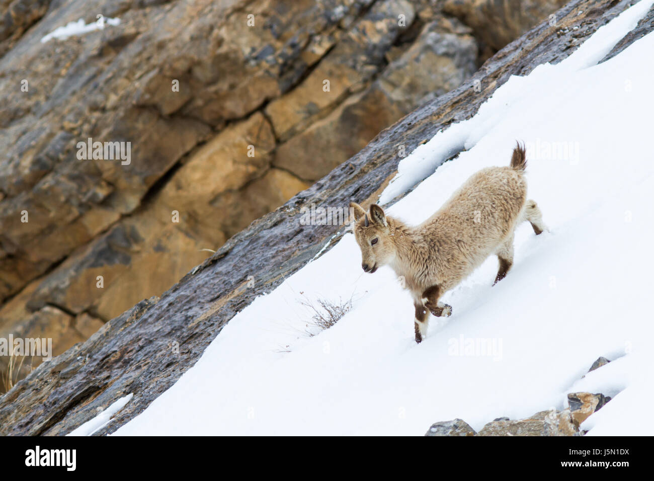 Himalayan Ibex (Capra sibirica hemalayanus) in high altitude mountains ...