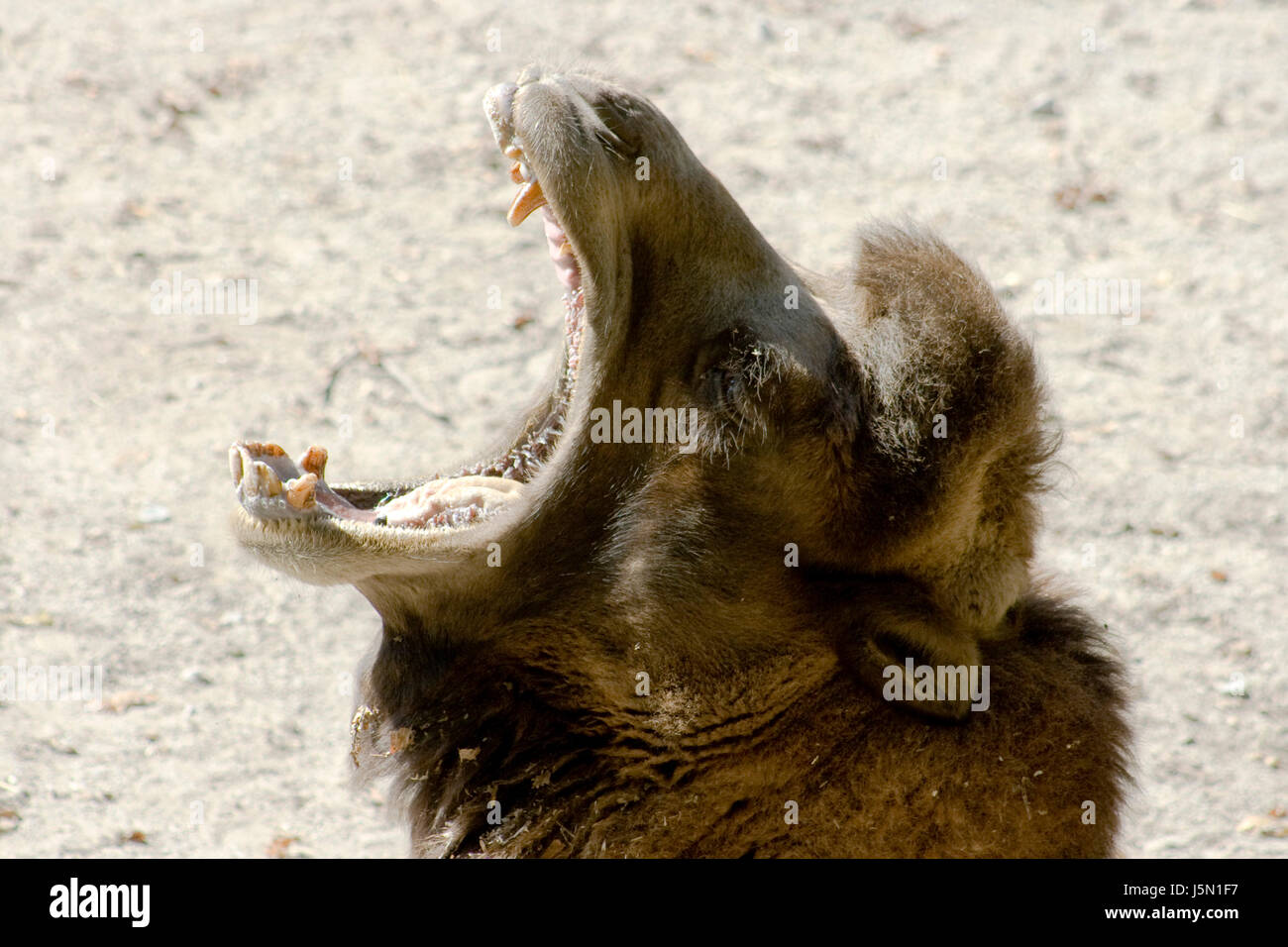 Camel sleeping hi-res stock photography and images - Alamy