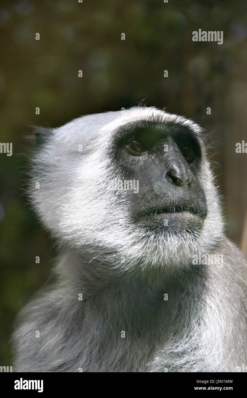 Elder looking primate hi-res stock photography and images - Alamy