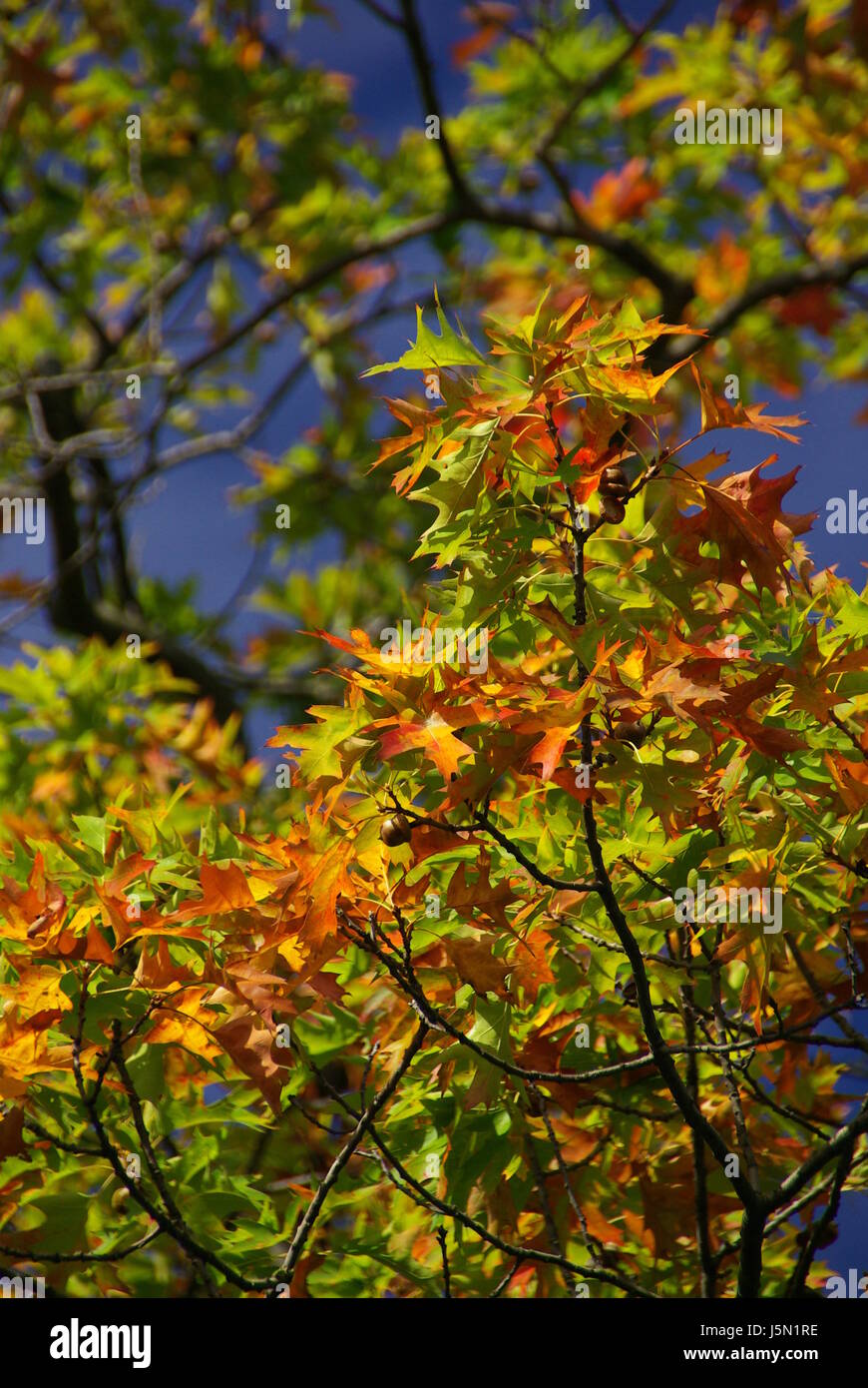 leaf colour tree green coloured colourful gorgeous multifarious richly ...