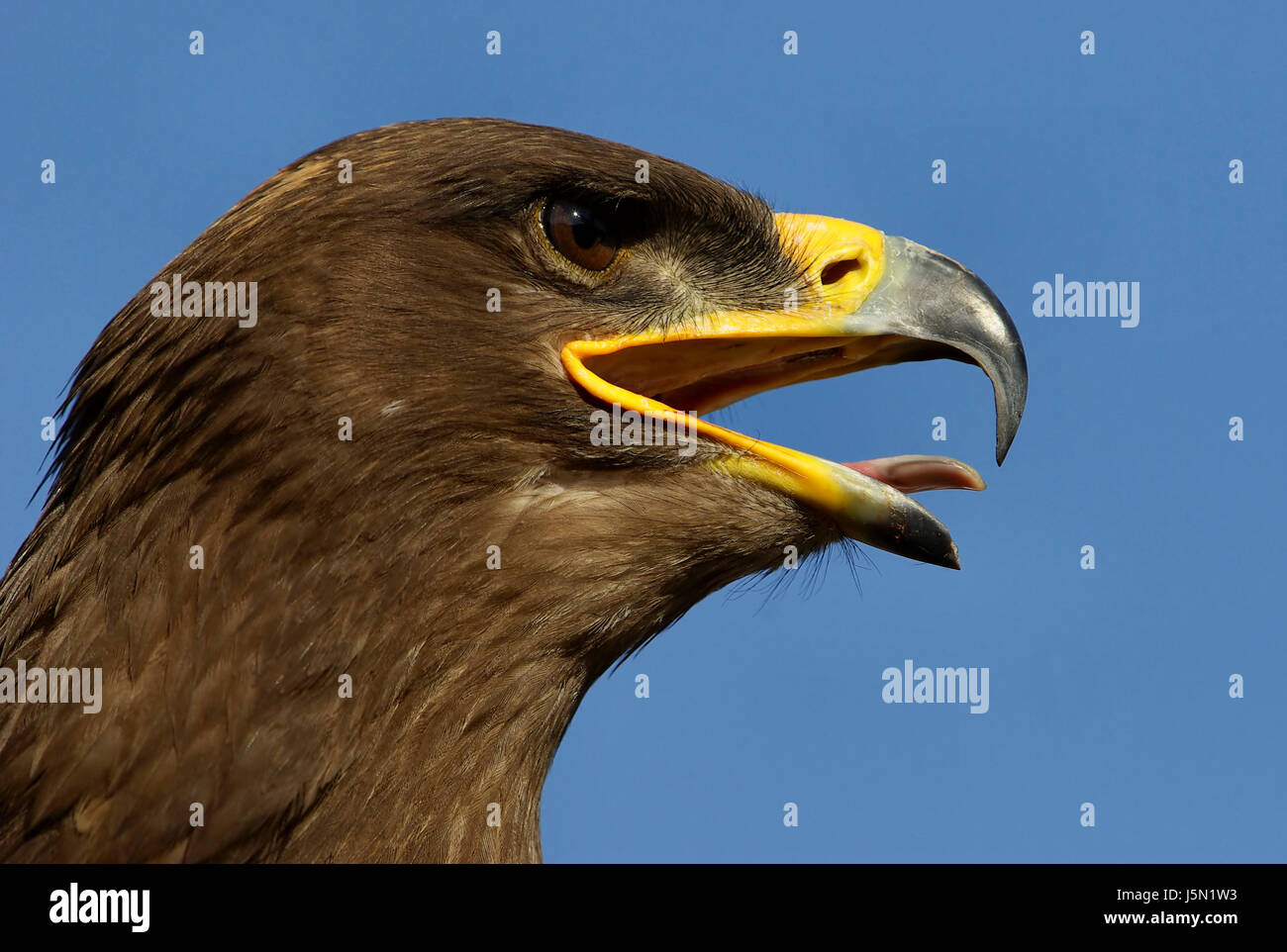 bird tongue alps eye organ birds raptor birds of prey beak claws eagle ...