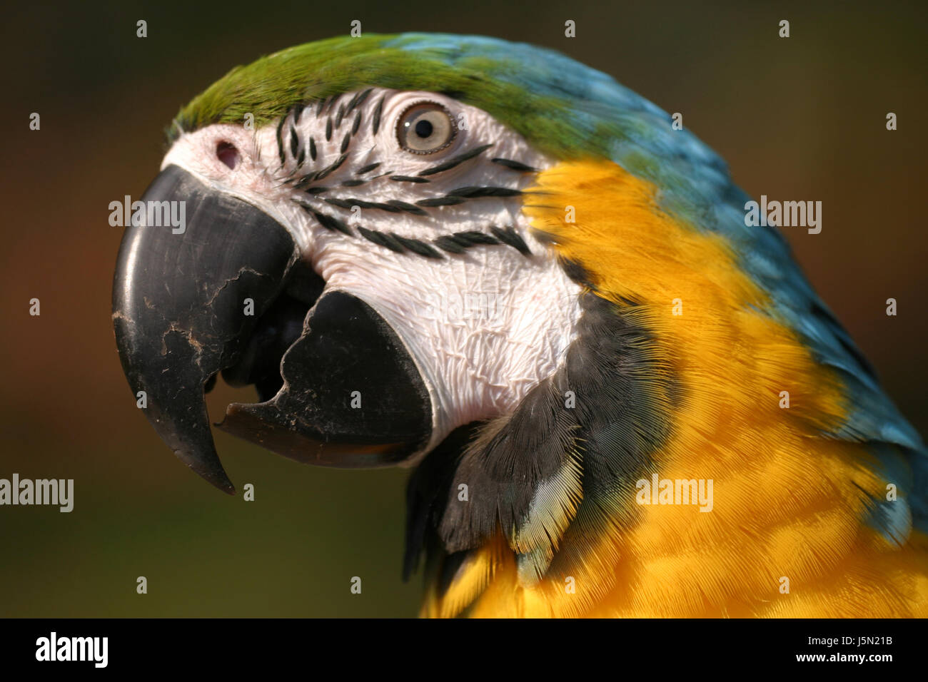 blue bird portrait birds feathers beak feathering beaks feather parrot ...