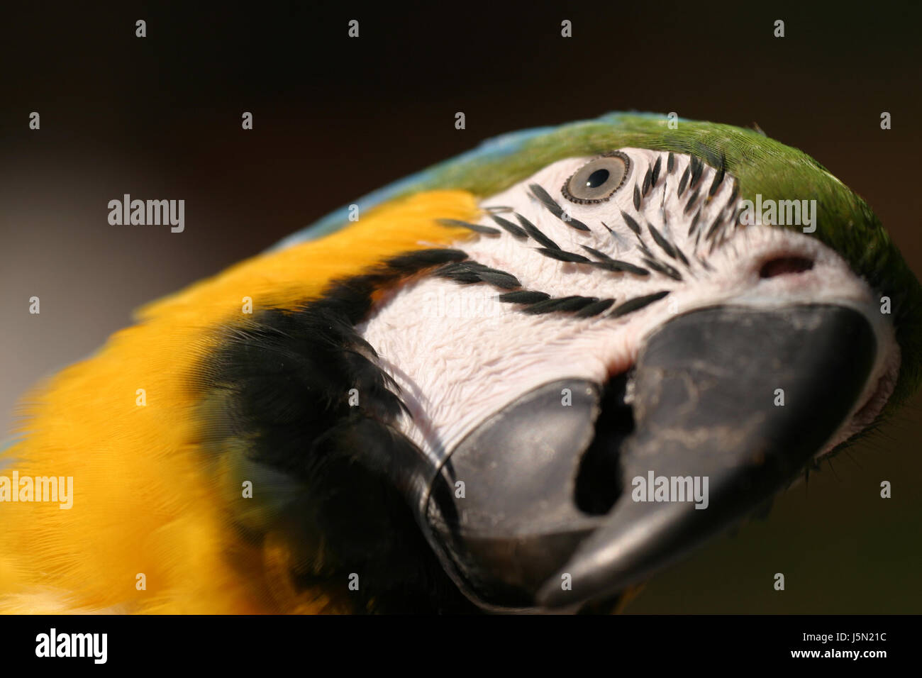 blue bird portrait birds feathers beak feathering beaks feather parrot yellow Stock Photo - Alamy
