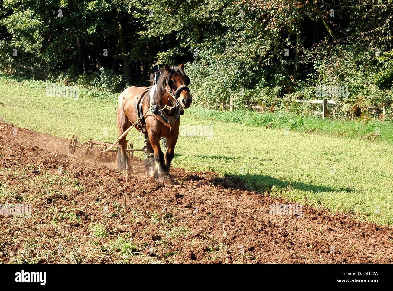 horse agriculture farming field nostalgia halter acre harness farmer ...