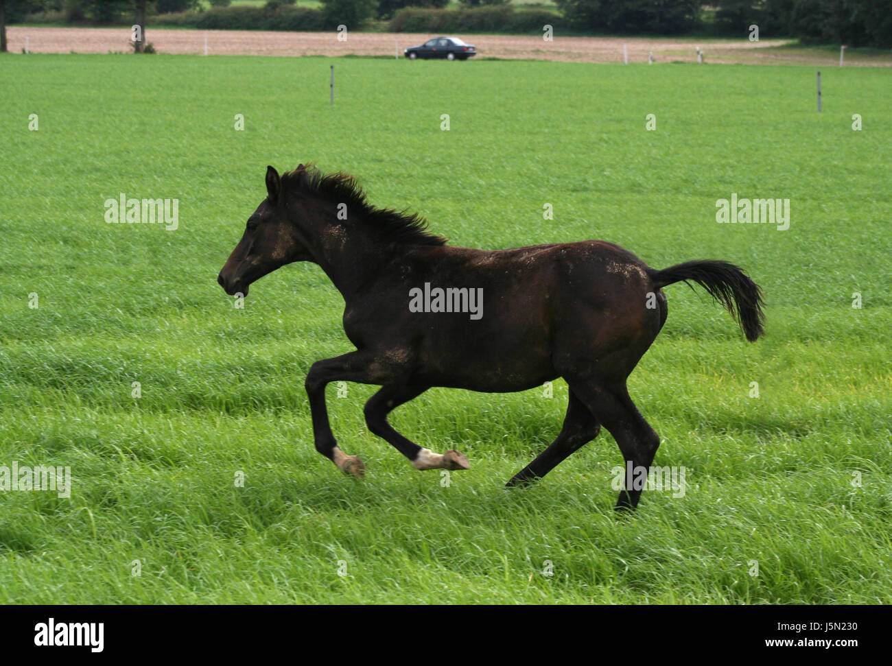 who is faster Stock Photo - Alamy