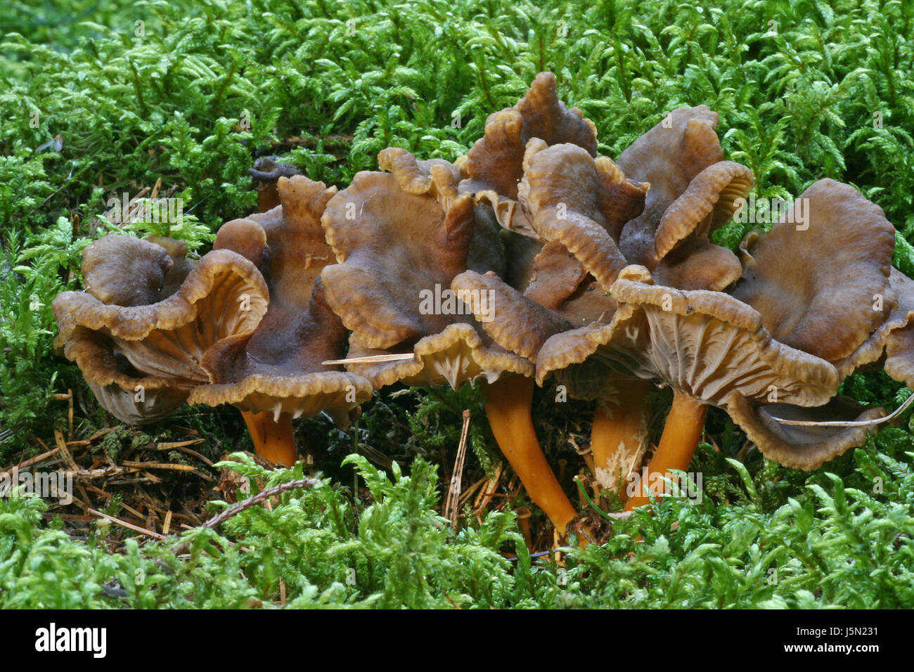 brown brownish brunette small tiny little short moss mushrooms mushroom ...