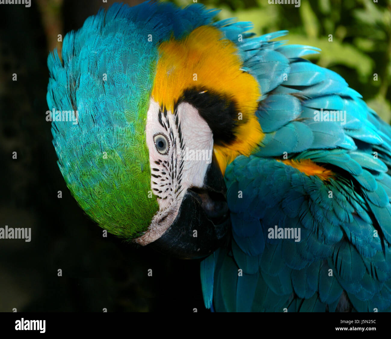 bird birds feathers beak care feathering beaks parrot gelbbrustara ...