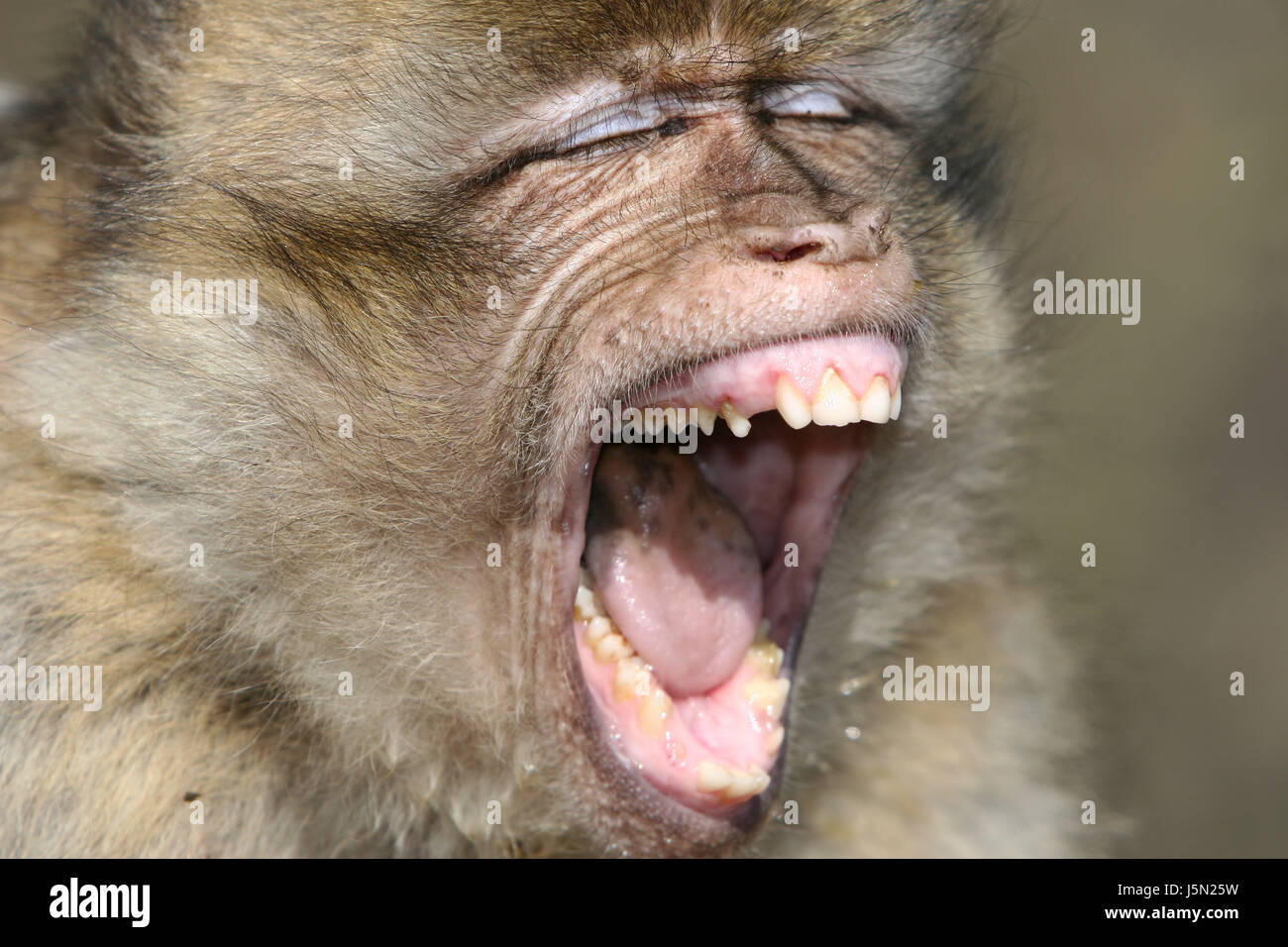 teeth monkey skin leader captain chieftain chief boss manager superior ...