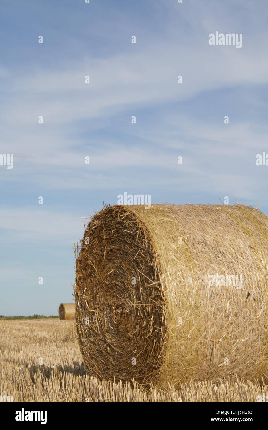 bread field grain fields acre wheat flour countrymen centre punch ...