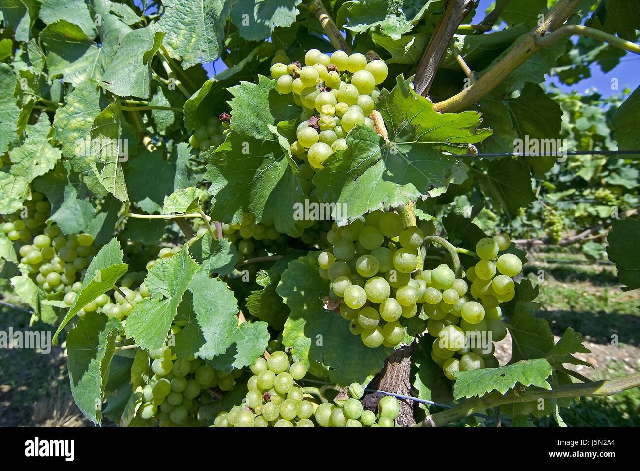 grapes vintager common grape vines vintage vine grape vine grape-vine ...