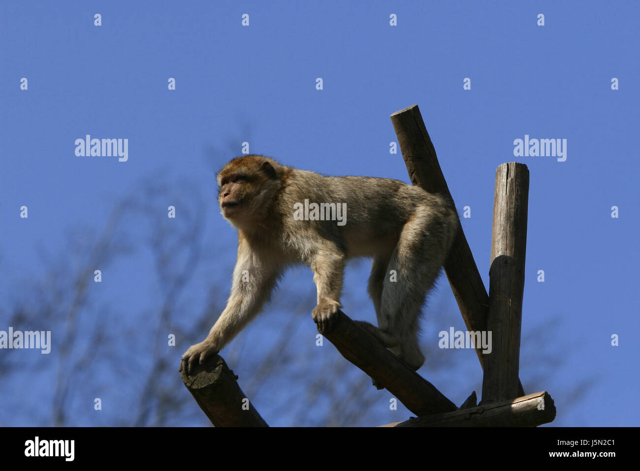 monkey watchful watchdog careful watchman leader captain chieftain ...