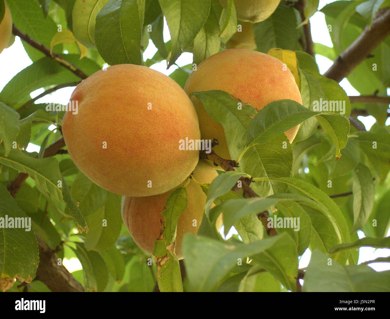food aliment sweetly ripe fruit fruity stone fruit branch fruit-tree ...