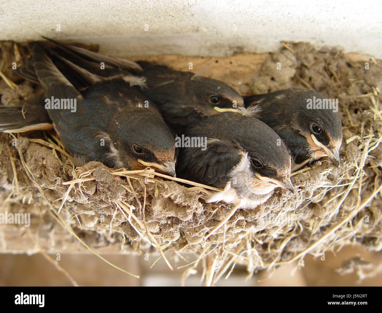 young swallows in nest 1 smoke Stock Photo - Alamy