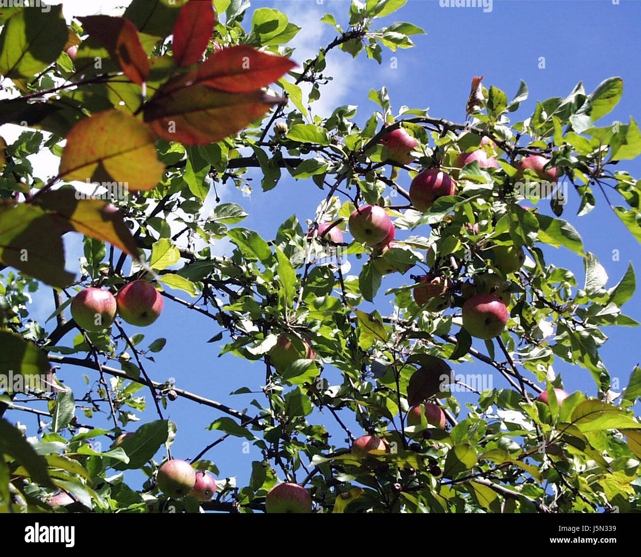 Apfelbaum hi-res stock photography and images - Alamy