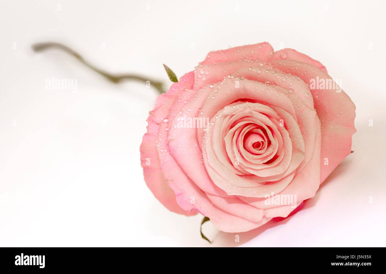 rose - ros Stock Photo - Alamy