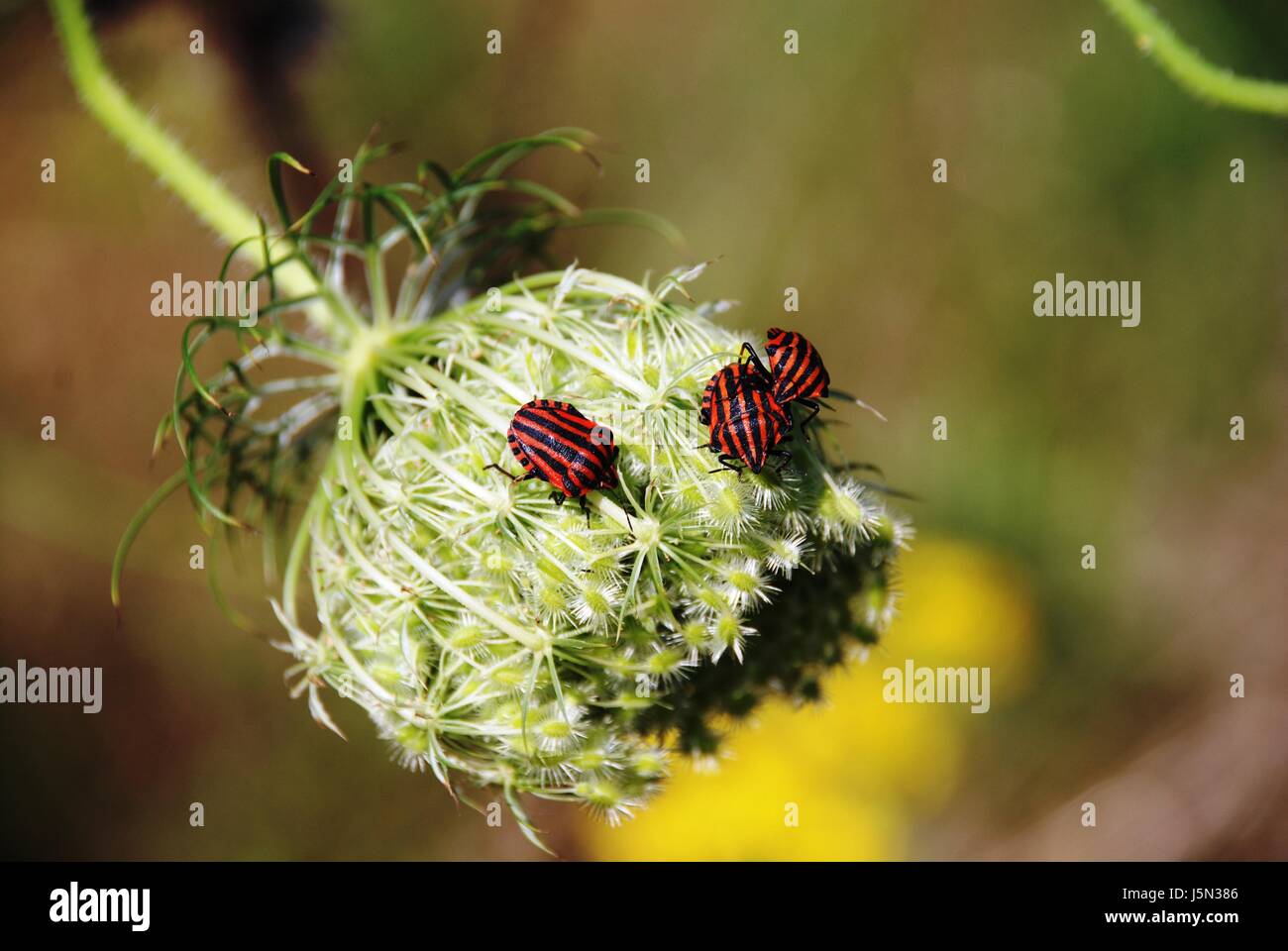where the bedbugs dance Stock Photo - Alamy