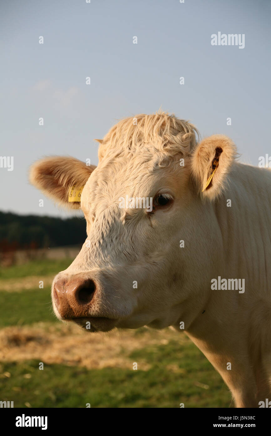 Jersey rind hi-res stock photography and images - Alamy