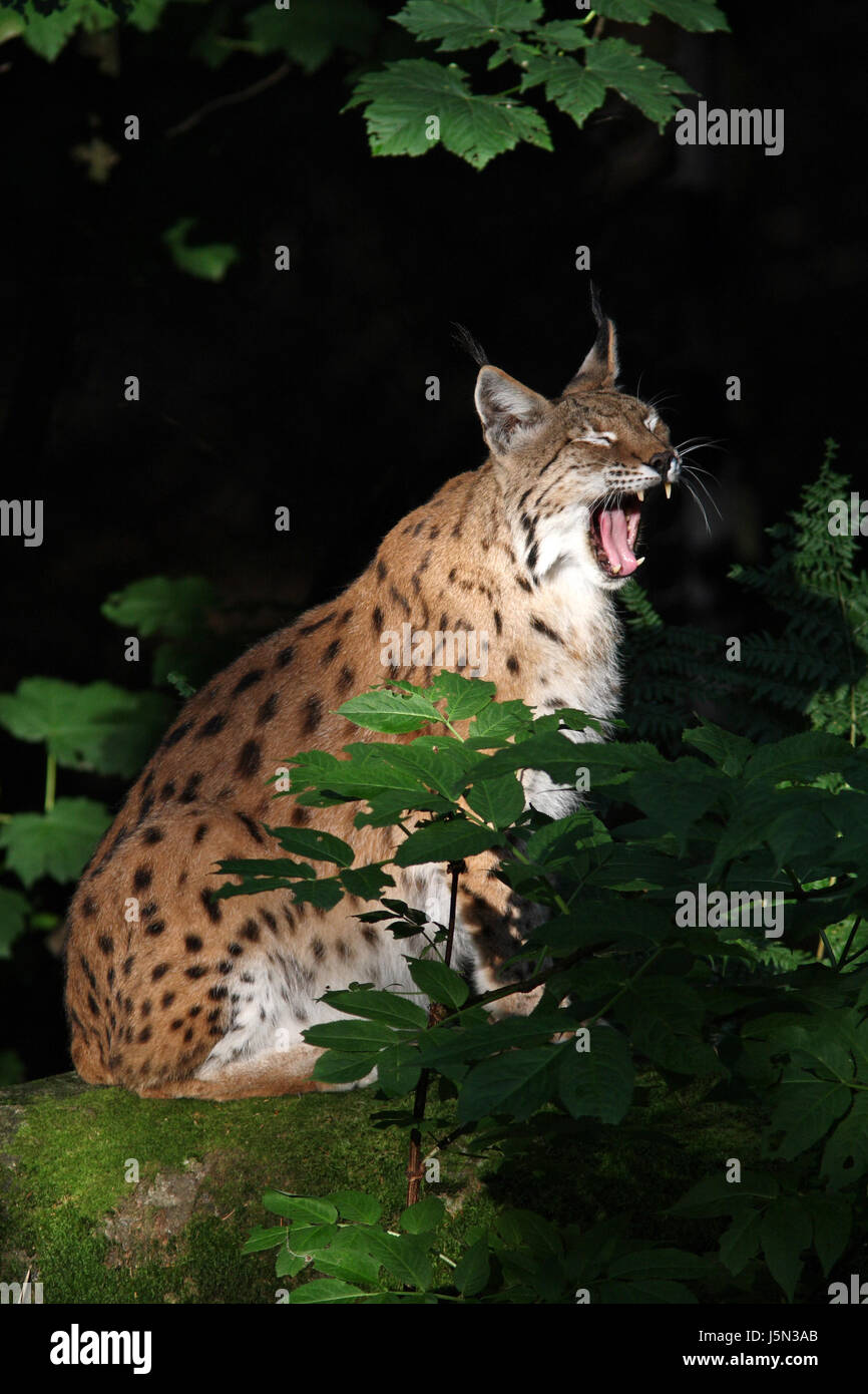 First yawn hi-res stock photography and images - Alamy