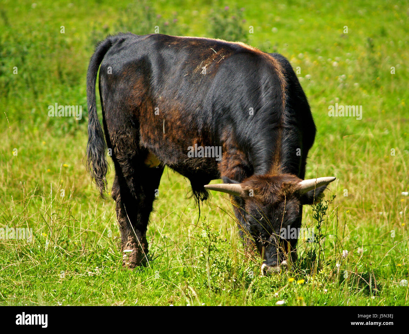 Aurochs head hi-res stock photography and images - Alamy