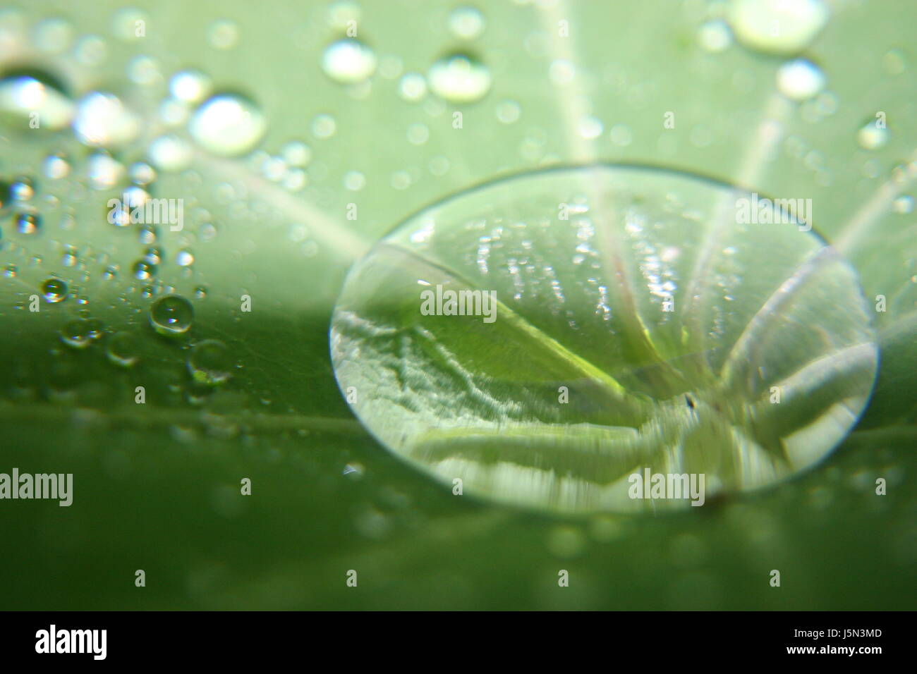 enlargement by water Stock Photo - Alamy