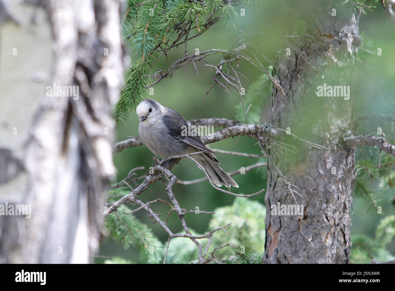 bird on the tree Stock Photo - Alamy