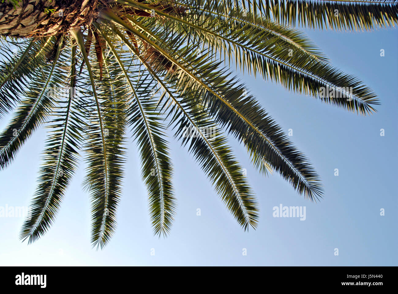 Echte dattelpalme hi-res stock photography and images - Alamy