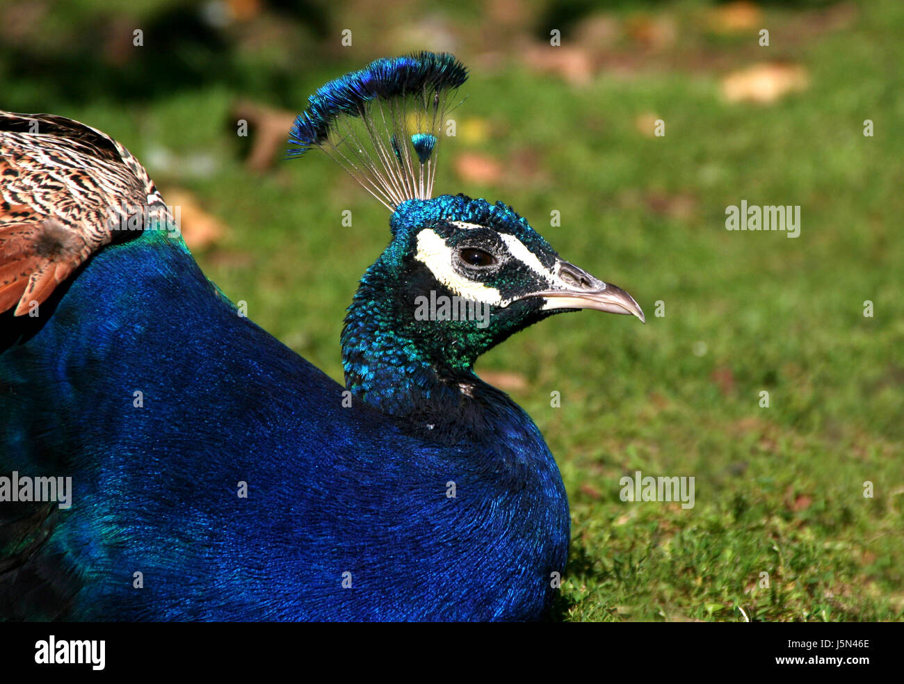 Peacock portrait hi-res stock photography and images - Alamy