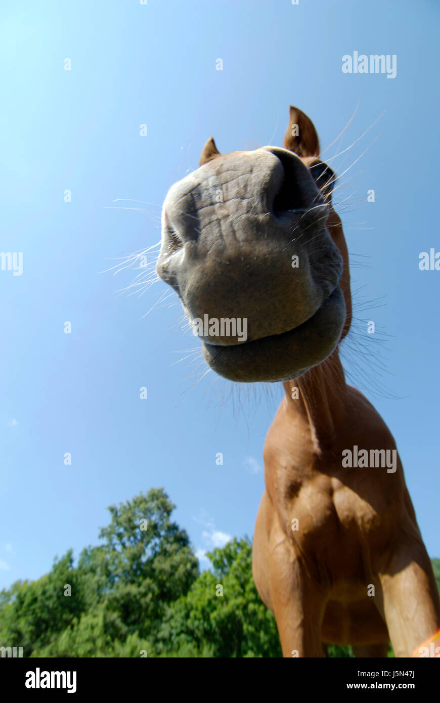 Nag head hi-res stock photography and images - Alamy