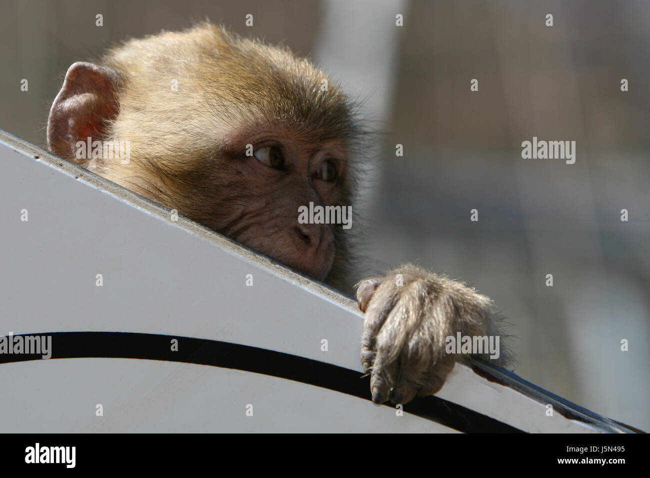Scared monkey hi-res stock photography and images - Alamy