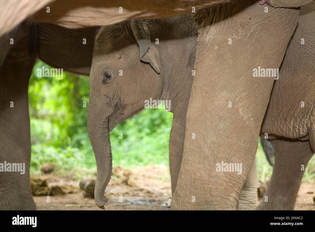 Calf animal weight hi-res stock photography and images - Alamy