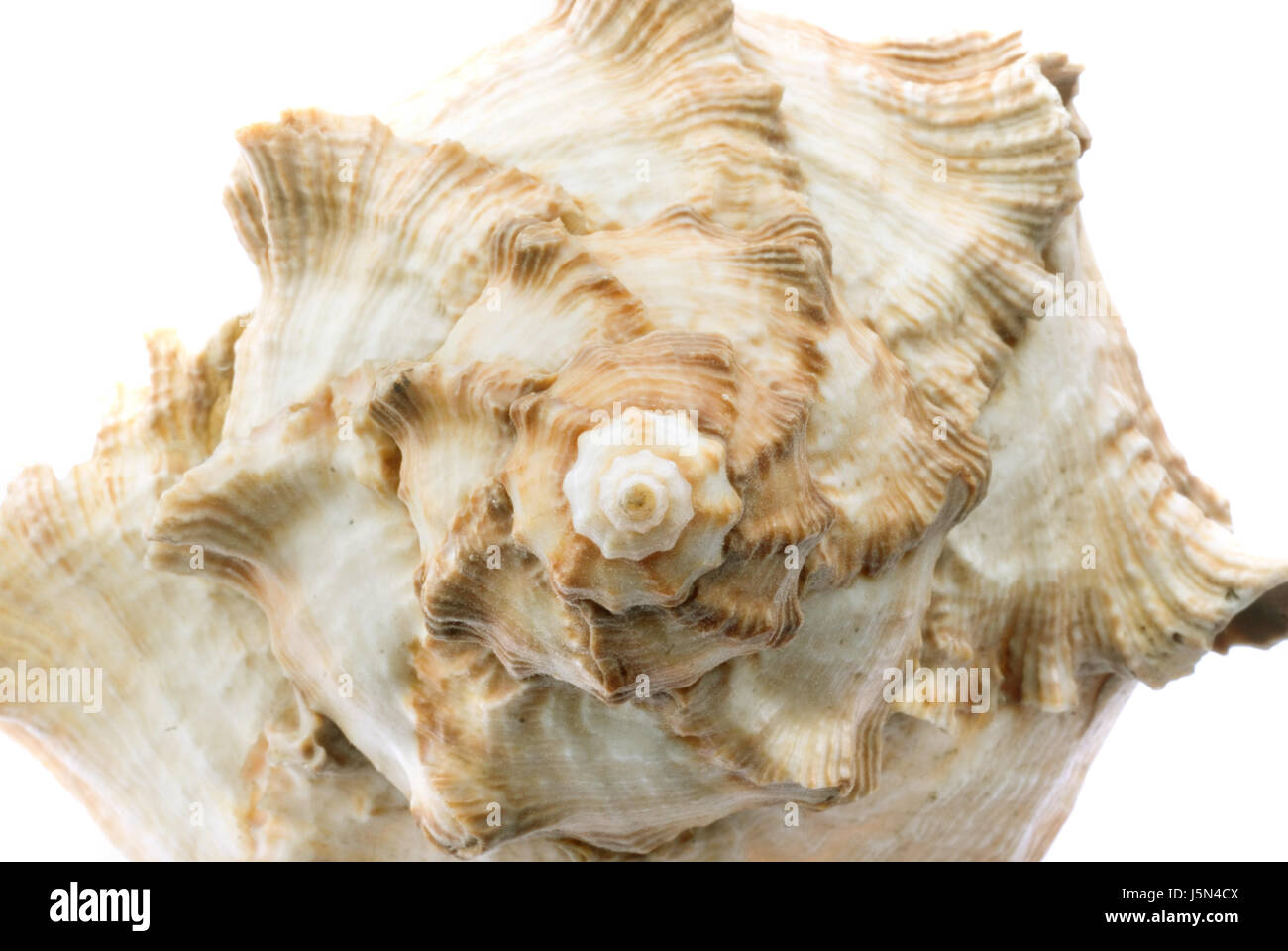 Coquina Clam High Resolution Stock Photography and Images - Alamy