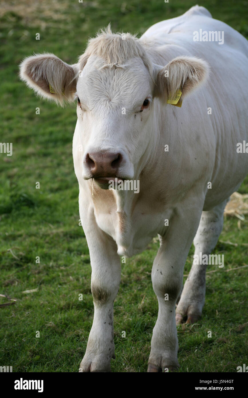 Jersey rind hi-res stock photography and images - Alamy