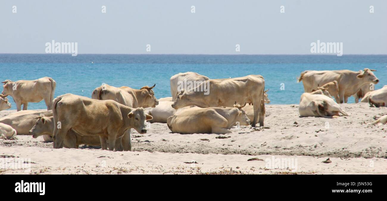 cows on the beach Stock Photo - Alamy