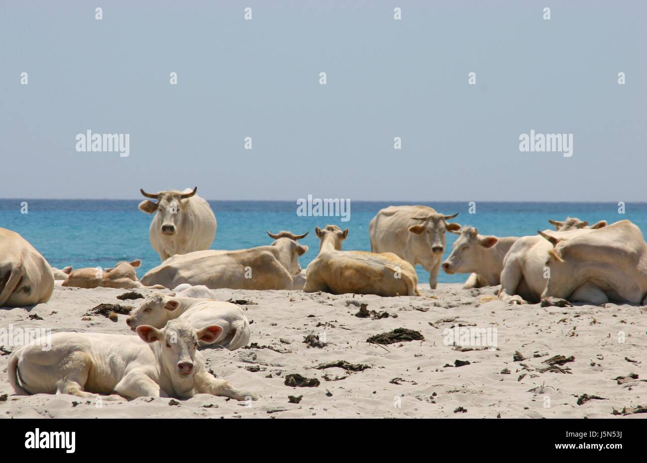 cows in paradise Stock Photo - Alamy