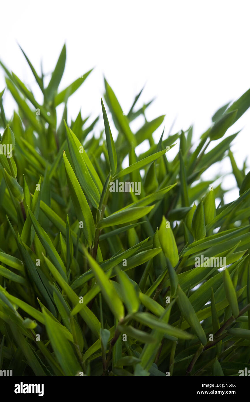 Dwarf bamboo hi-res stock photography and images - Alamy