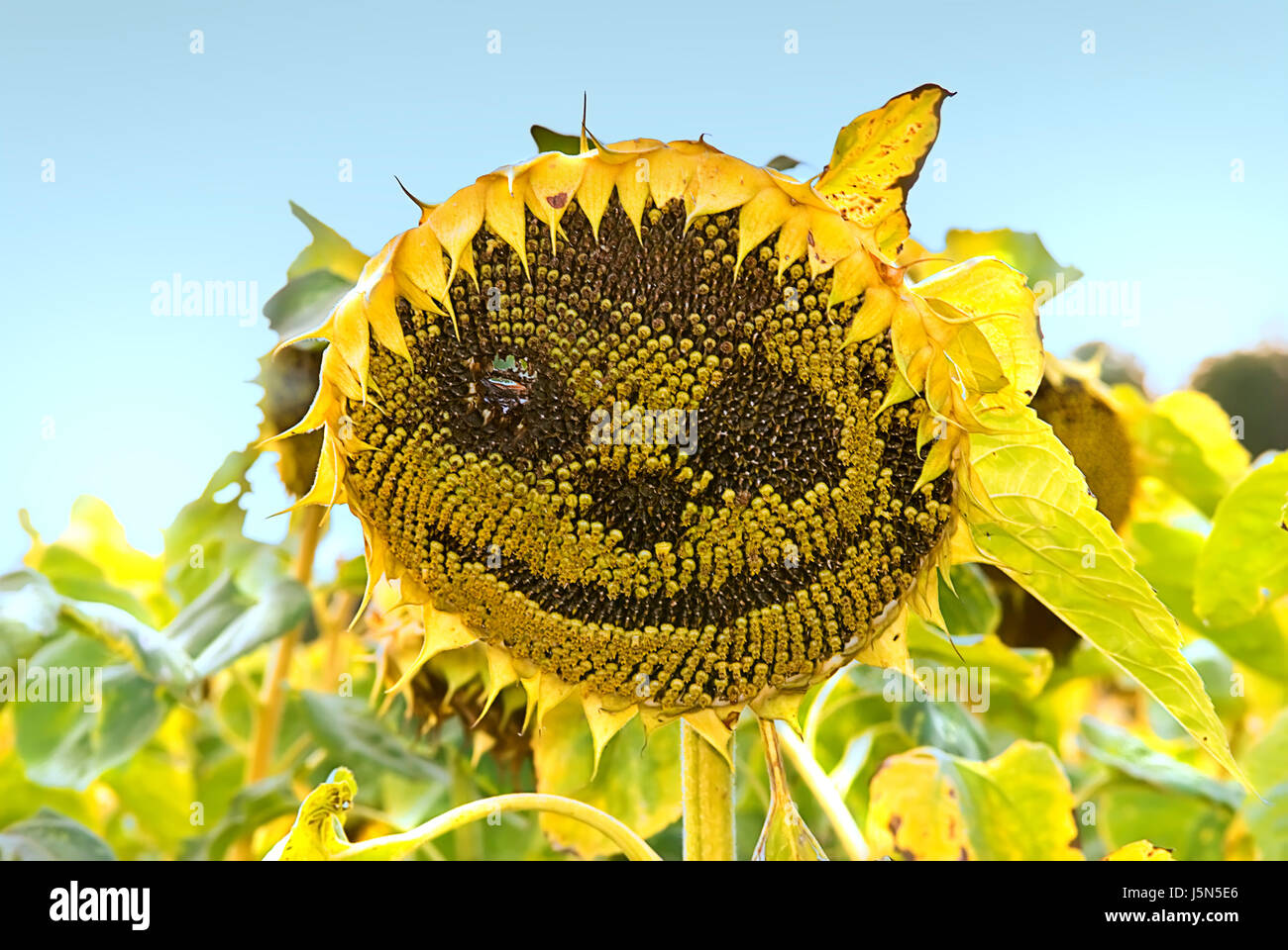 Decayed sunflower hi-res stock photography and images - Alamy