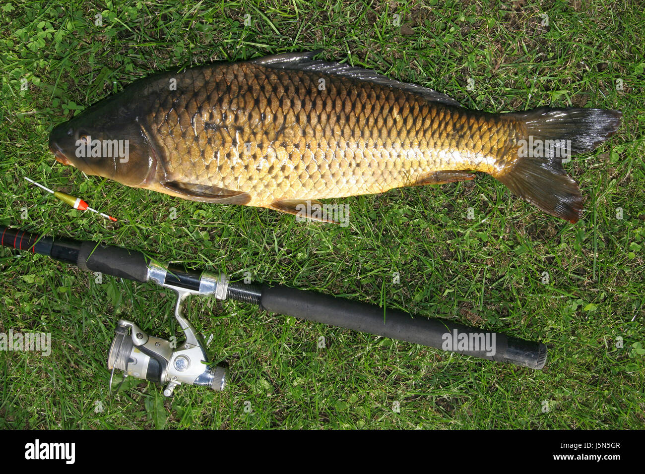 Friedfische hi-res stock photography and images - Alamy