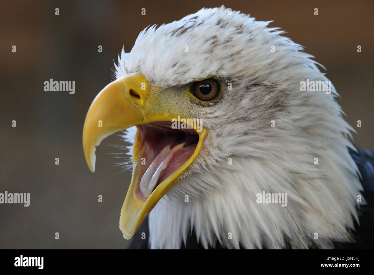 Weikopf seeadler hi-res stock photography and images - Alamy